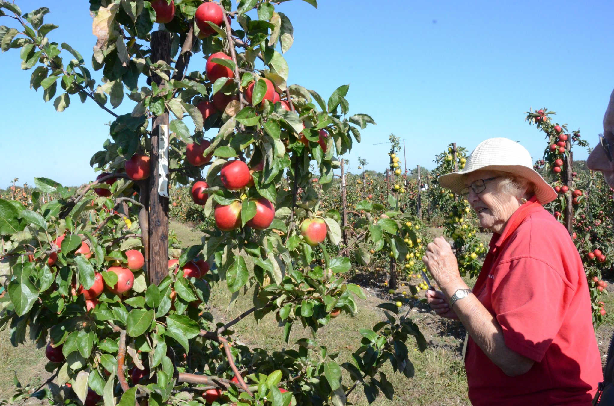 Celebrate National Apple Day - Brogdale Farm