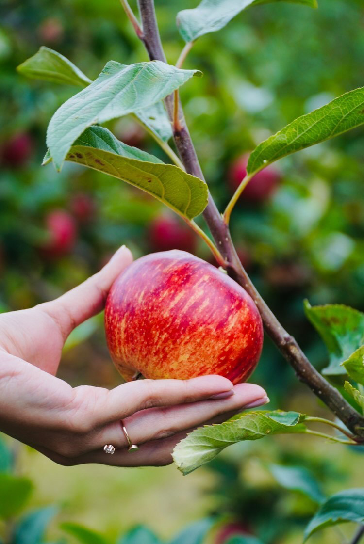 Celebrate National Apple Day - Brogdale Farm