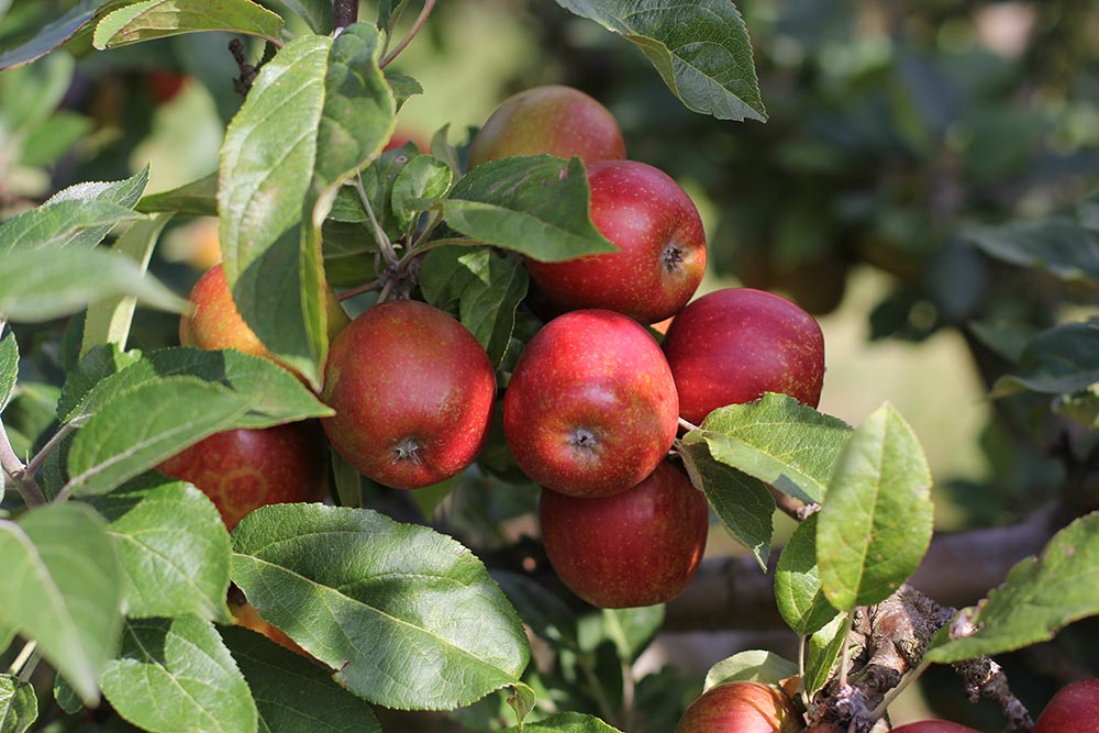 LEARN HOW TO GROW FRUIT TREES - Brogdale Farm