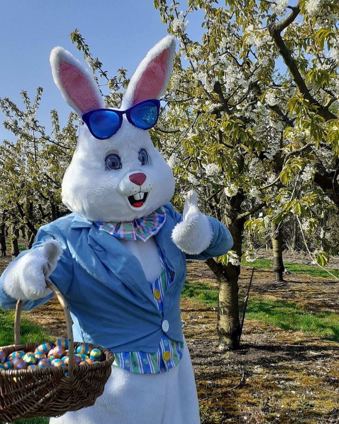 Family fun at Brogdale Farm this Easter - Brogdale Farm