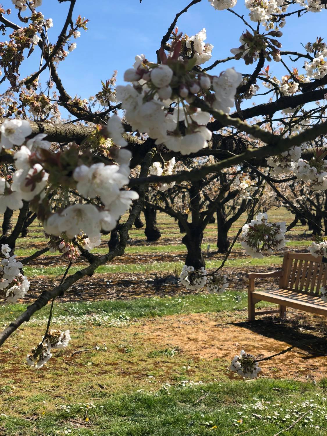 Brogdale Farm under new ownership - Brogdale Farm