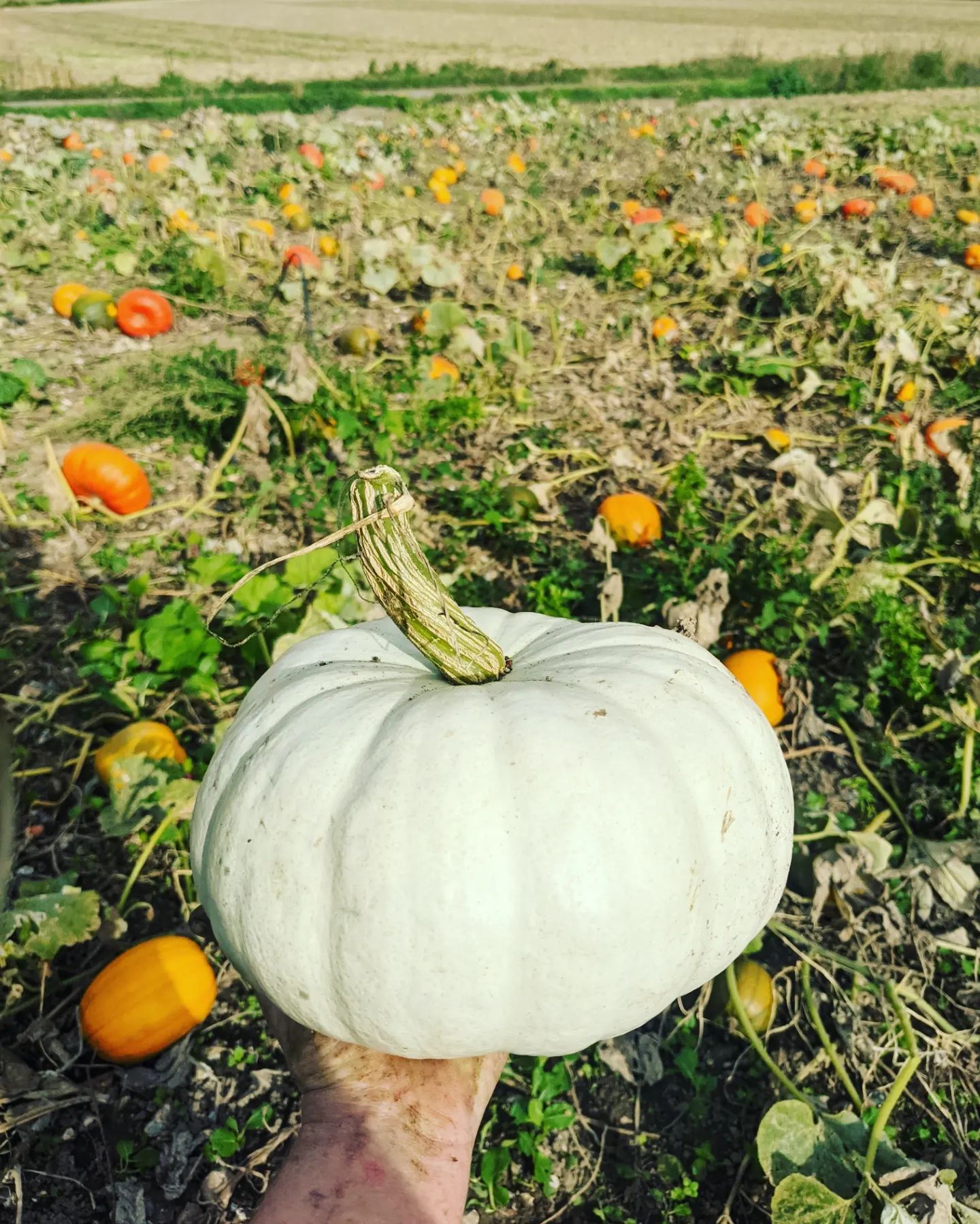 Pick Your Own Pumpkin Weekend at Brogdale - Brogdale Farm